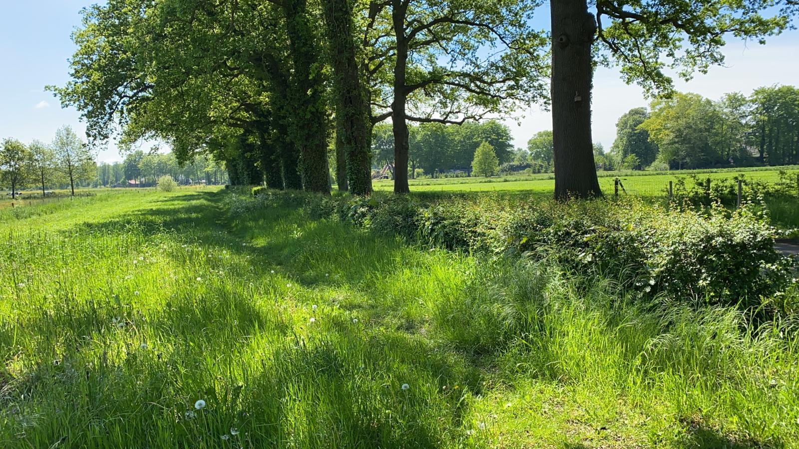 Hiep hiep heg! - Hoopheggen